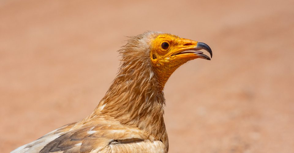 Socotra și vulturul egiptean - Ecoturism, cultura si creativitate
